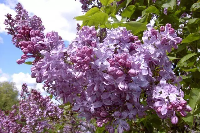 Lilac hyacintinhroid