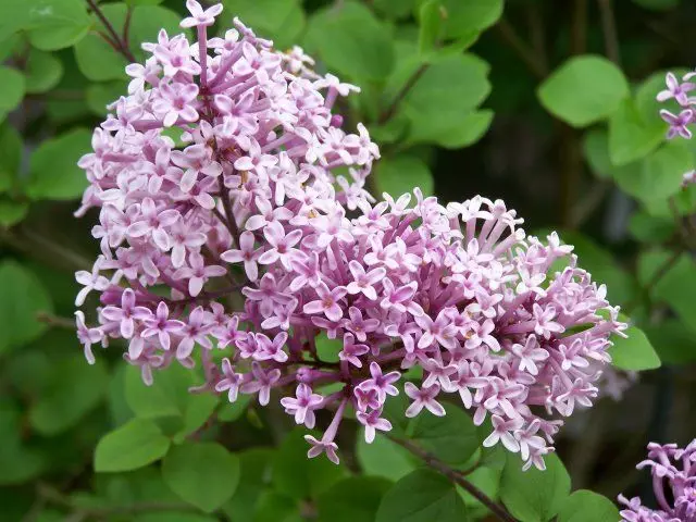 Lilac meyer.