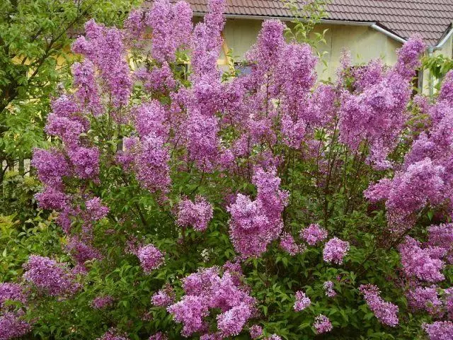 Lilac Chinese