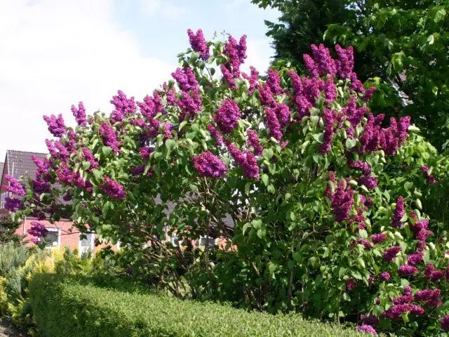 Lilac қарапайым