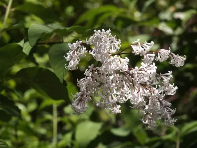 Lilac stagintsev