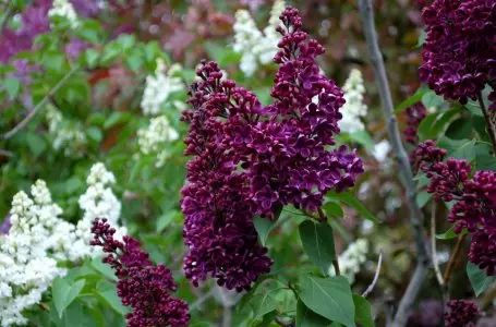 Populāras sugas Lilac - nosaukumi, fotogrāfijas, labākās šķirnes 3632_4