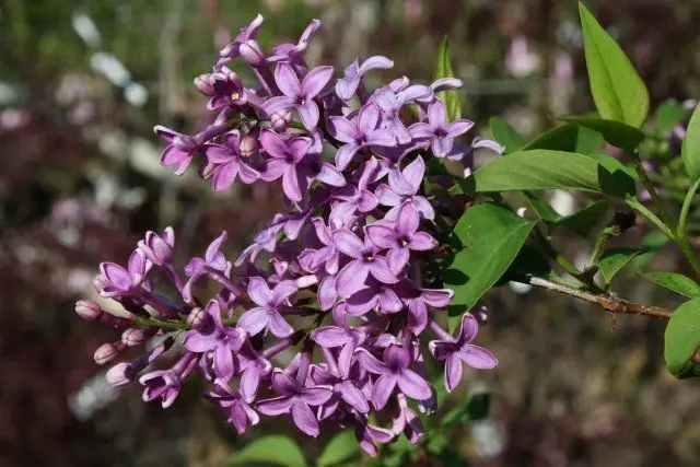 Lilac Persian