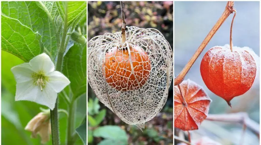 : Physalis ordinaire à des moments différents de l'année