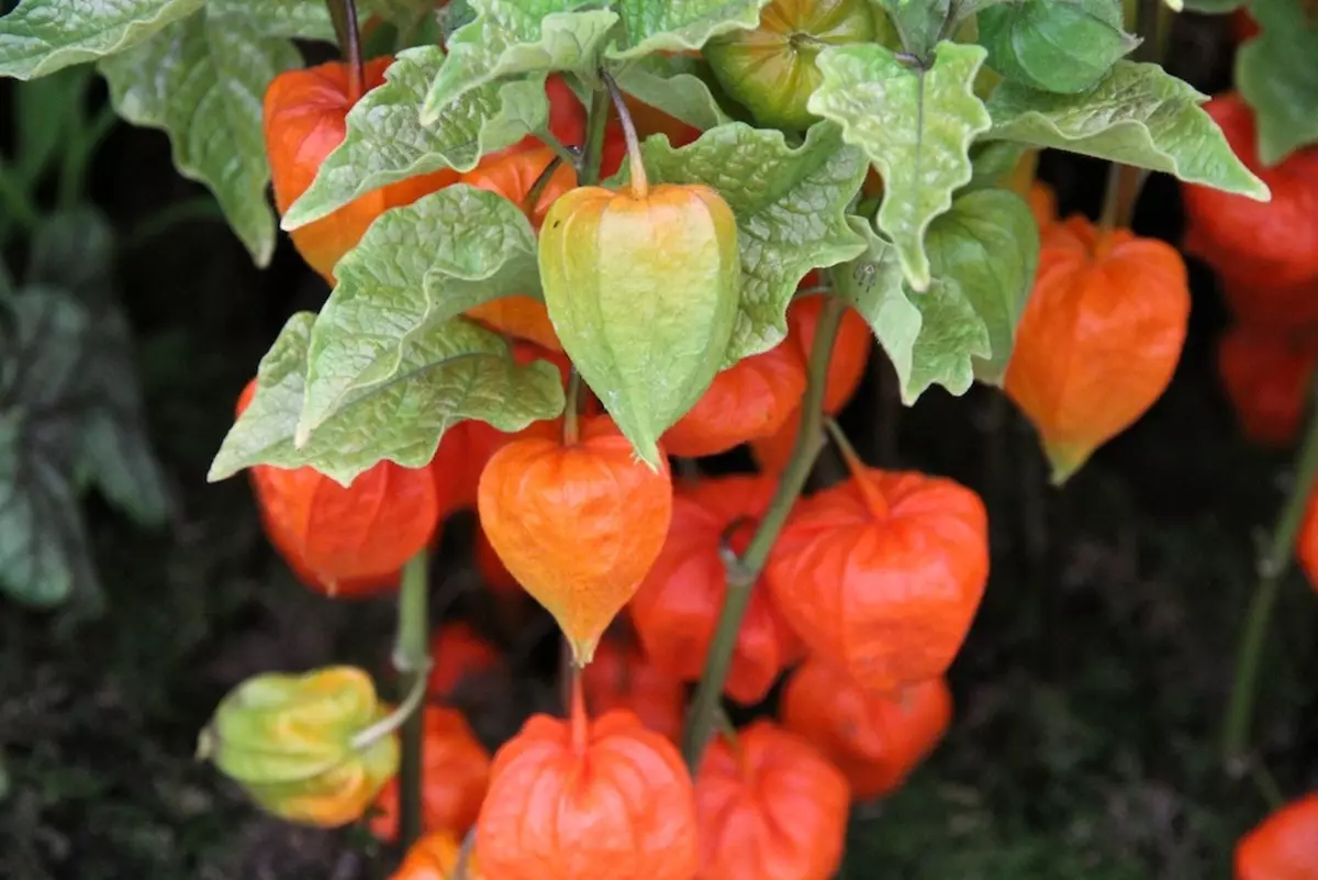 Physalis