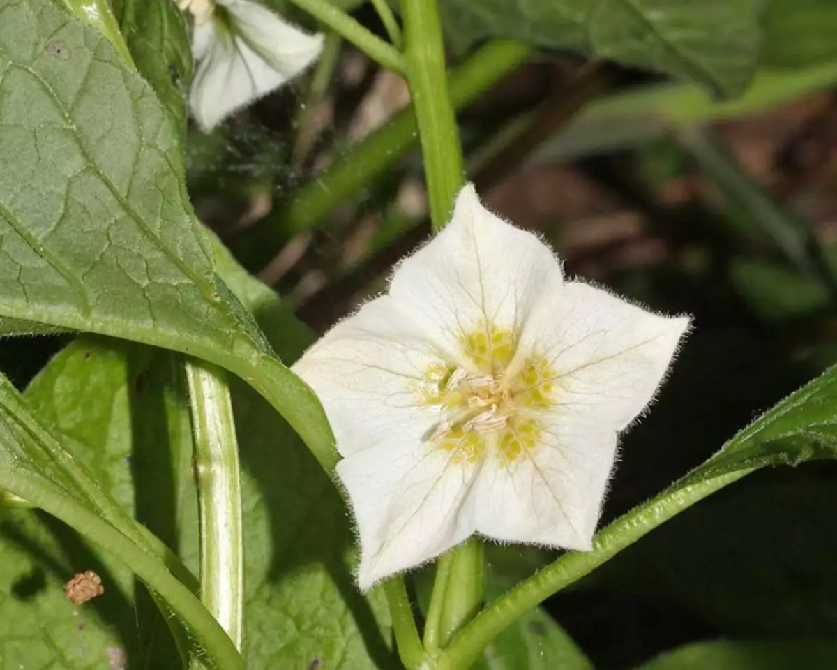 Fishalis blossom