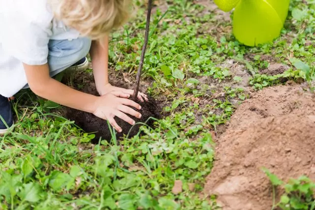 plant a tree