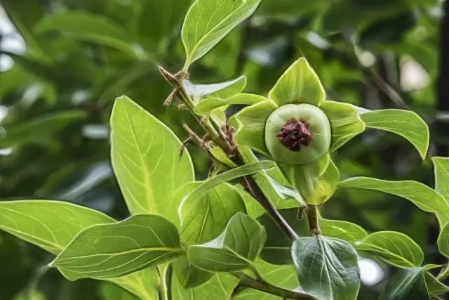 Persima zelená