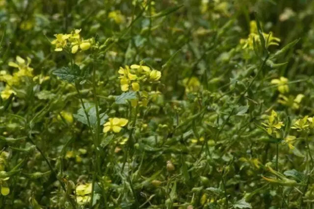 Paʻepaʻe Toʻatasi