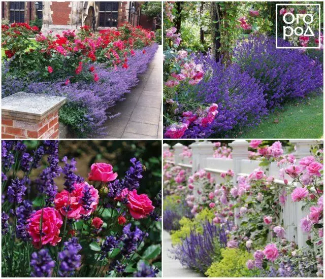 Lavanda con rosas