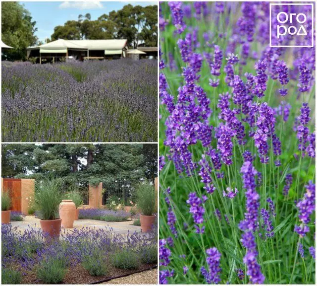 Solitador de lavanda de aterrizaje