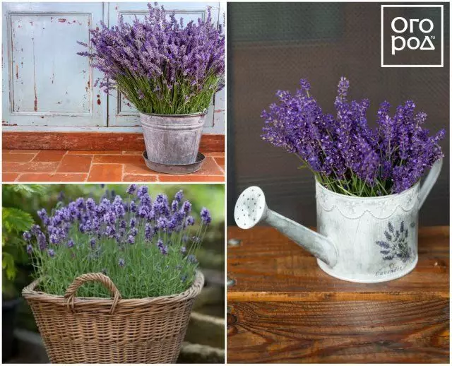 Lavanda en contenedor