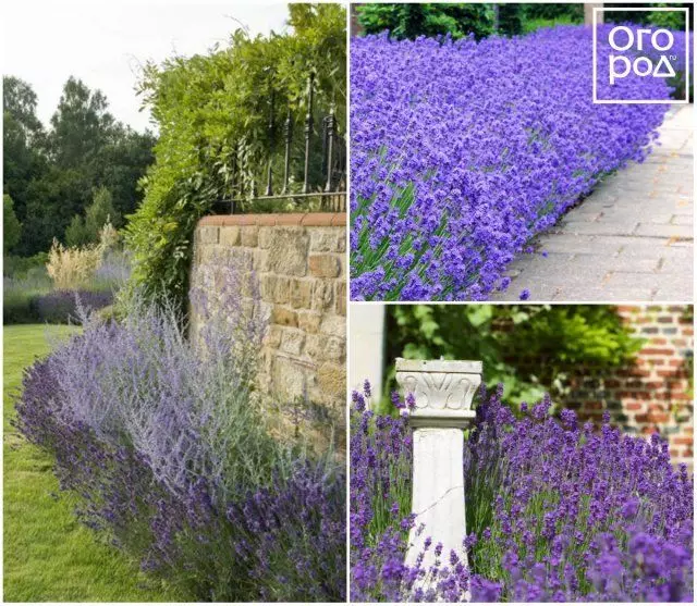 Lavenating lavender