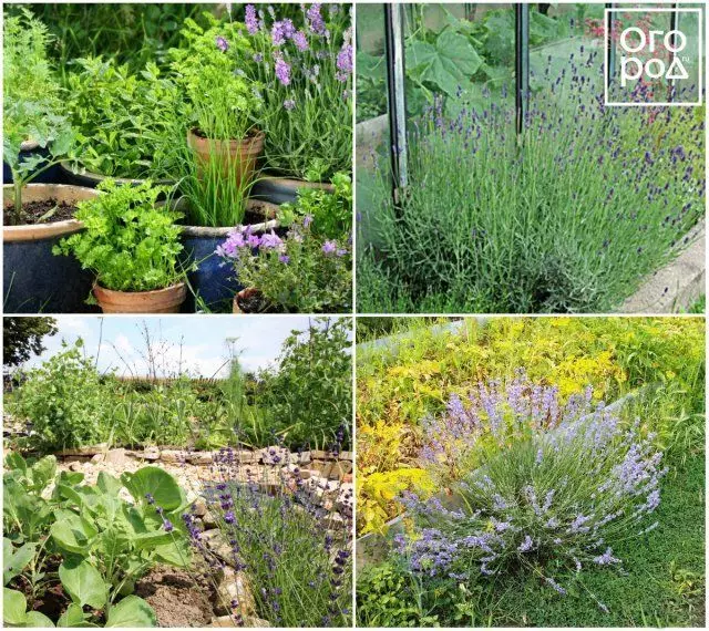 Lavanda en huerto