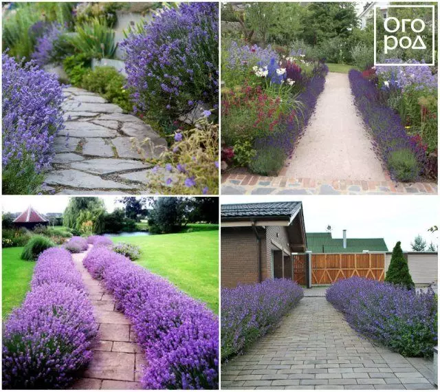 Border mai Lavender