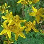 St. John's Wort