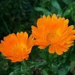 Calendula