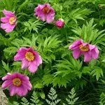 Peony evasive