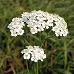 Yarrow.