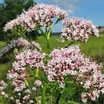 Valerian medicinal.