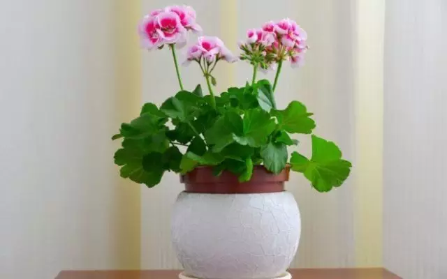 I-Geranium