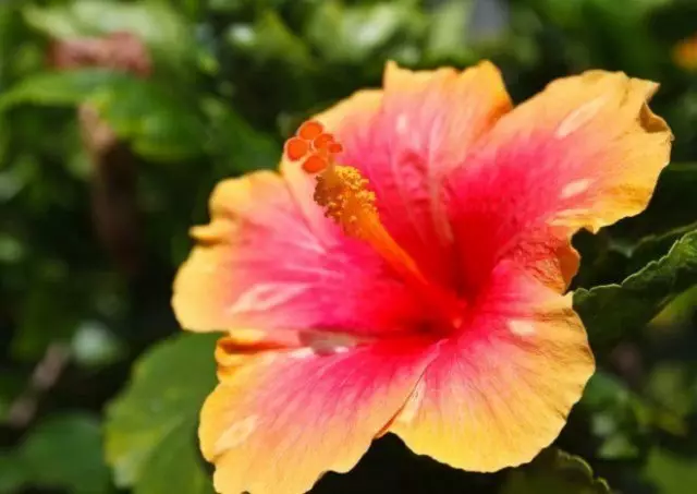 Hibiscus