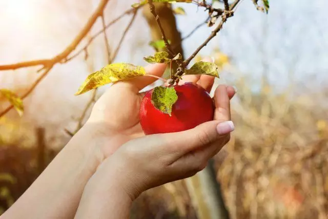 Äpple på ett träd