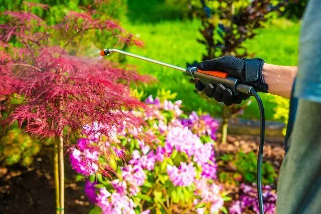 Tratamiento de plantas en una cama de flores.