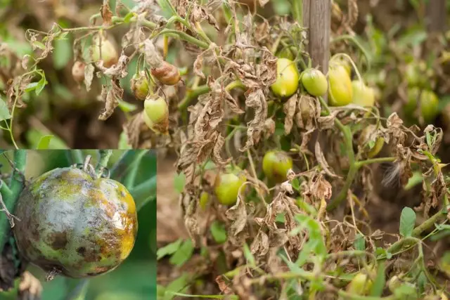 টমেটো উপর phytofluorosis.