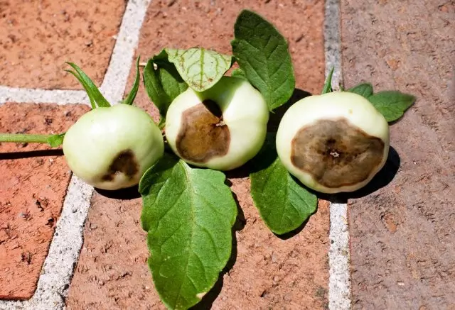 Vértice la pudrición en los tomates