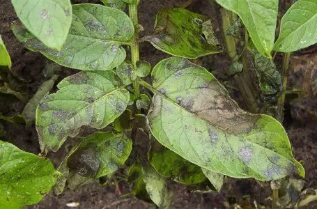 Las enfermedades más comunes de los tomates en los jardines de nuestros lectores. 3718_3