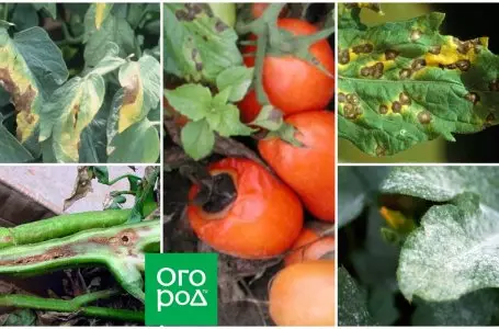 Ọrịa ndị a na-ahụkarị nke tomato na ubi nke ndị na-agụ akwụkwọ anyị 3718_6