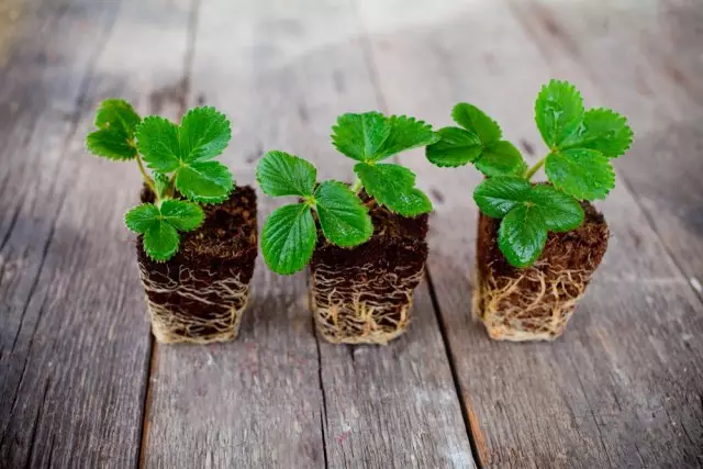 Seedling strawberries