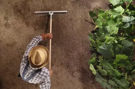 Kumaha ngarti yén taneuh bosen di kebon, sareng kumaha ngabantosan anjeunna 3734_18