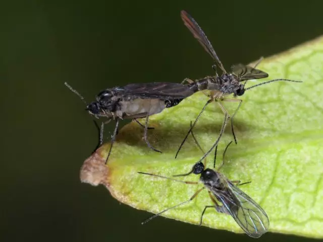 Carbó activat de les midges