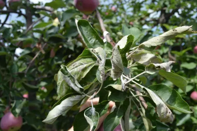 Známky malého rosy na Apple Tree