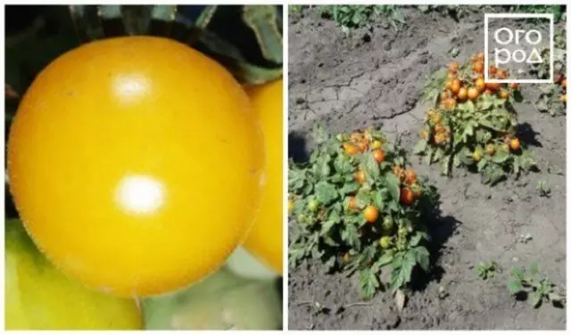 Tomate Amber Ballika