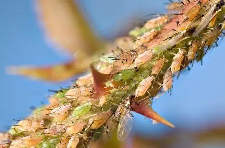 Wat te behandelen planten van de tly tijdens vruchten 3749_15