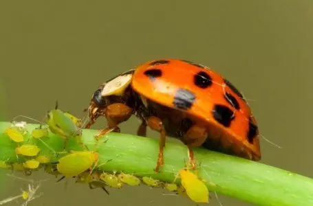 Wat te behandelen planten van de tly tijdens vruchten 3749_18