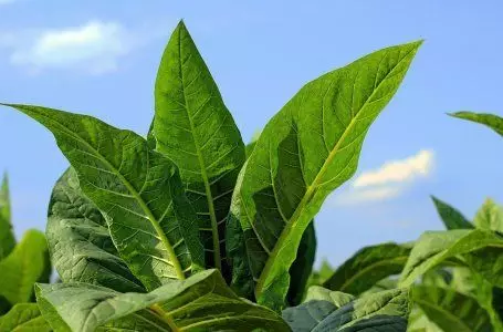 Wat te behandelen planten van de tly tijdens vruchten 3749_23