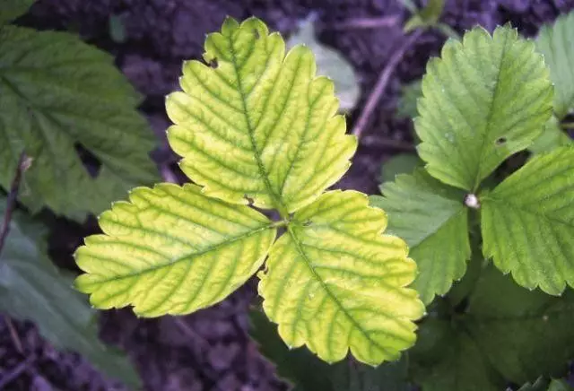 Clorosi di fragole.