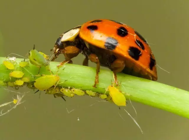 Ladybug ჭამს ინსტრუმენტი