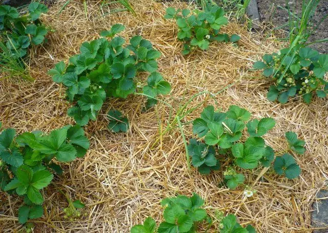 Mulching jerami strawberry