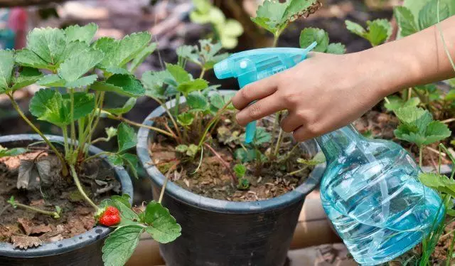 Spraying kayan lambu strawberries