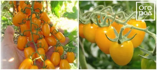 Tomater klasse gul pin