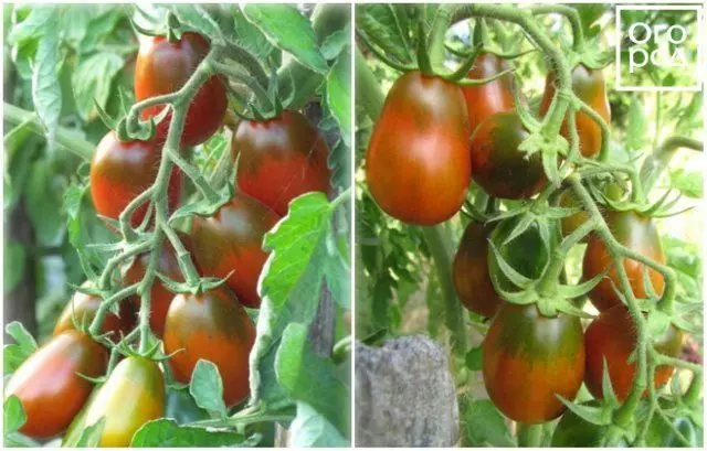 Faʻavasega tomatoes sukalati pulufana
