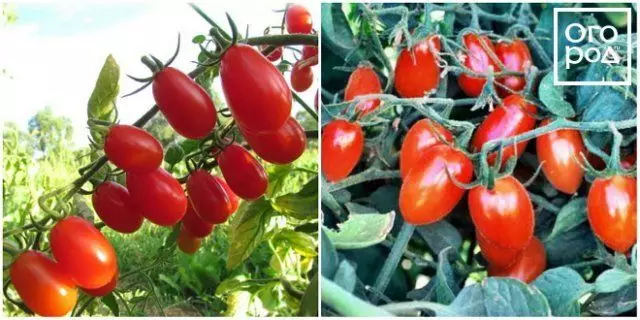 Tomater elf sorten