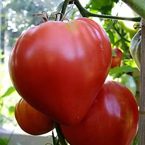 Tomato Giant Bull Heart Red F1