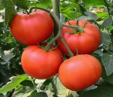 Tomato Ural F1.