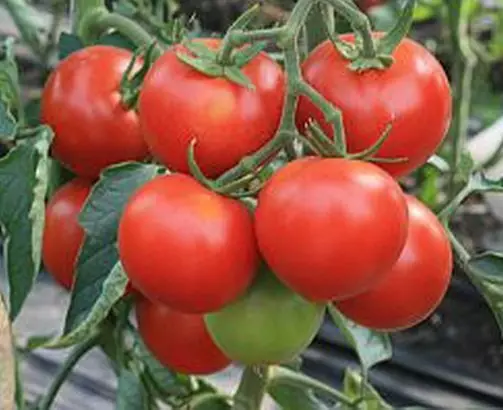 Tomato Cavalcade F1.